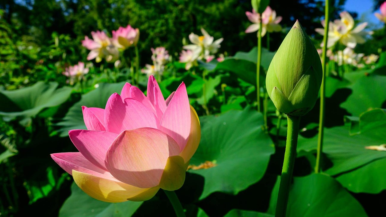 The Best Spots to Enjoy Late Summer Flowers in Washington, DC | Capitol ...